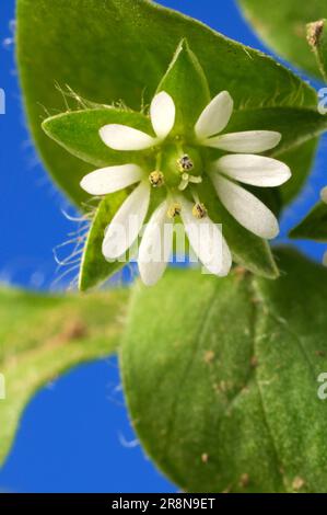 Common Common chickweed (Stellaria media), stitchwort Stock Photo - Alamy