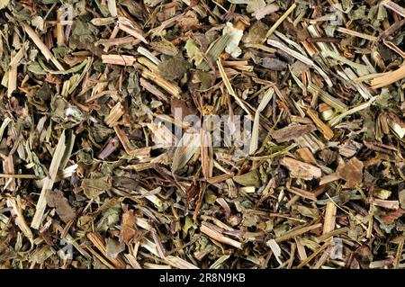 Gundermann, dried, Ivy Gundermann (Glechoma hederacea), Gundelrebe ...