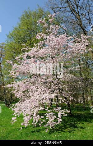 ornamental cherry tree (Prunus 'Kiku-shidare-zakura', Prunus Kiku ...