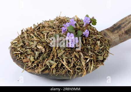 Gundermann, dried, Ivy Gundermann (Glechoma hederacea), Gundelrebe ...
