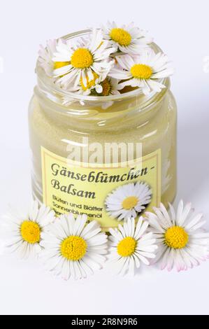 Common daisy ointment (Bellis perennis), daisy ointment, daisy balm ...