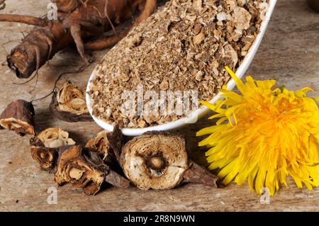 Ground (Dandelion Root) (Taraxacum vulgare) (Taraxacum officinale Stock ...