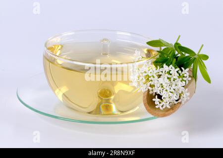 Cup of woodruff tea (Asperula odorata) (Galium odoratum), fragrant ...