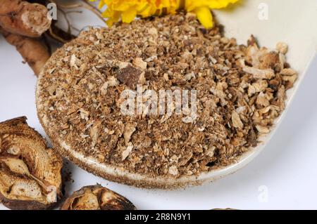 Ground (Dandelion Root) (Taraxacum vulgare) (Taraxacum officinale Stock ...