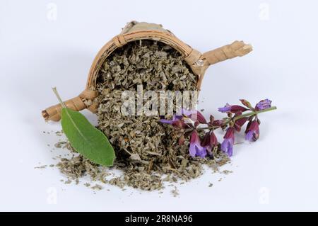 Real Common sage (Salvia officinalis), cup of Common sage tea, garden ...