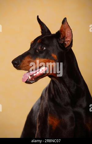 Doberman, cropped ears Stock Photo - Alamy