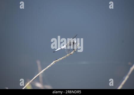 Big Blue Dragonfly, scarce chaser Stock Photo - Alamy