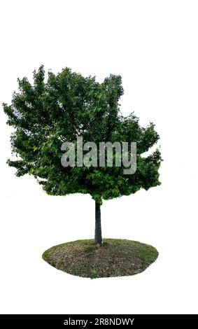 Sycamore maple tree isolated on white background Stock Photo - Alamy