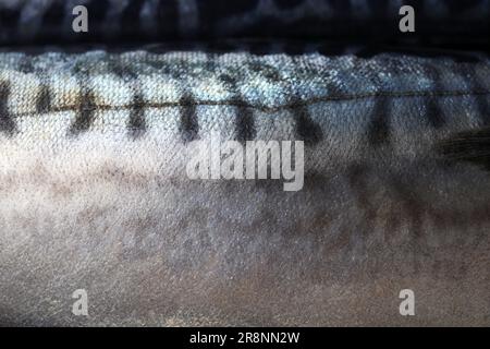 Texture of raw mackerel as background, closeup Stock Photo - Alamy