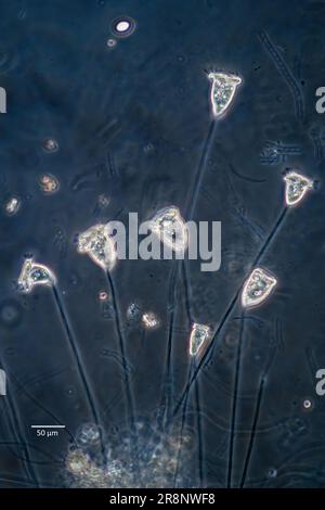 Feeding ciliates from the genus Vorticella (or Pseudovorticella ...