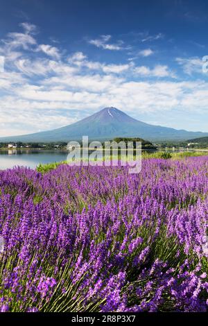 Fuji and Lavender Stock Photo - Alamy