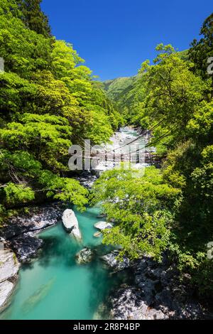 Iya Valley, Tokushima, Japan at the Kazurabashi vine bridge. Though ...