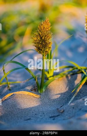 Bighead Sedge, Carex macrocephala, in sandy upper portion of Hobuck ...