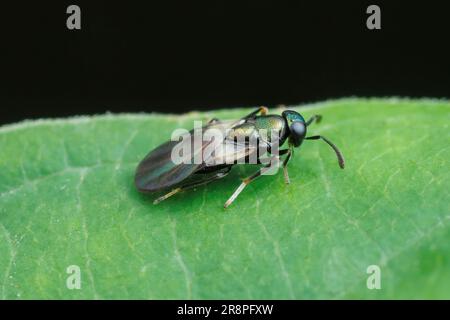 Encyrtid Wasp (Encyrtidae Stock Photo - Alamy