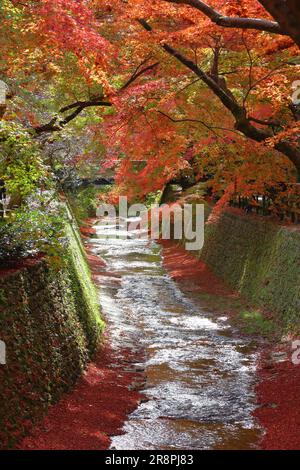 Autumn colors and bridge, Kitano Tenmangu Shrine, Kyoto, Japan Stock ...