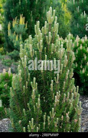 Columnar, Tree, Pinus nigra, Coniferous, Narrow, Erect, Pinus nigra ...