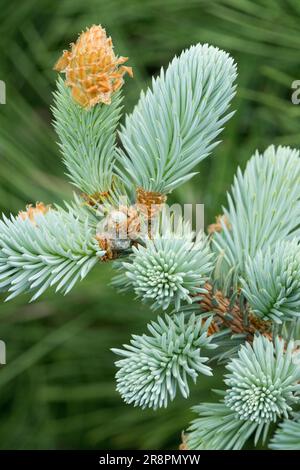 Silver blue conifers of Colorado Spruce, Picea Pungens f Glauca var ...
