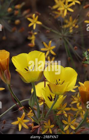 Clubhair Mariposa Lily (Calochortus clavatus Stock Photo - Alamy