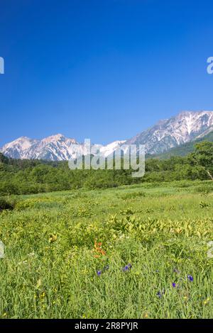 The Hakuba mountain range seen from Ohgahana, the larch forest with fog ...