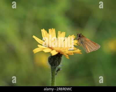 Small Skipper Resting on a Dandelion Head Stock Photo - Alamy