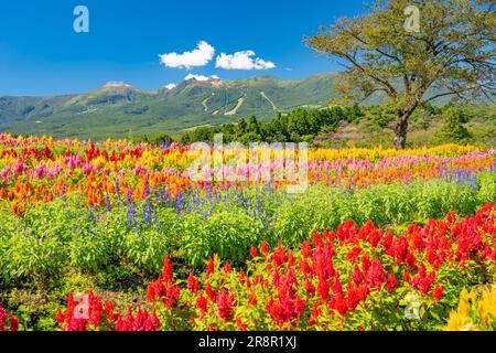 Nasu Flower World Stock Photo - Alamy