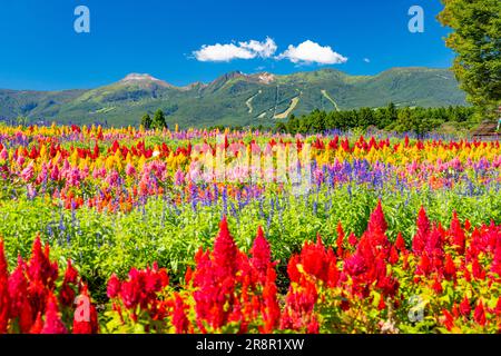 Nasu Flower World Stock Photo - Alamy