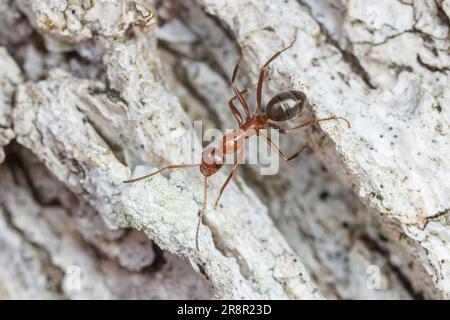 Formicine Ant (Formica incerta Stock Photo - Alamy
