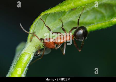 Allegheny Mound Ant (Formica exsectoides) worker on vegetation while ...