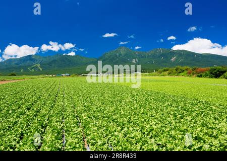 Lettuce field and Yatsugatake Mountains Stock Photo - Alamy