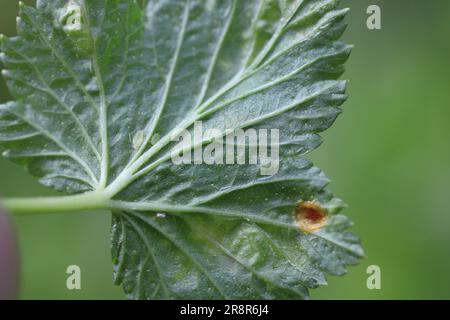 Rust of currant. Disease on black currant leaves caused by a fungus ...