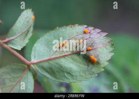 The Rose Rust Fungus caused by a fungus Phragmidium mucronatum and P ...