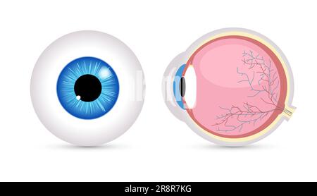 Structure of anatomy human eye. Realistic eyeball on blue background ...
