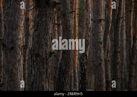 pine conifer bark close-up as a background in forests Stock Photo - Alamy