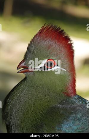Fischer's Turaco, tauraco corythaix fischeri, Adult with nice Colors ...
