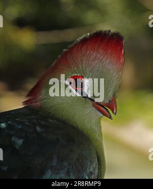 Fischer's Turaco, tauraco corythaix fischeri, Adult with nice Colors ...