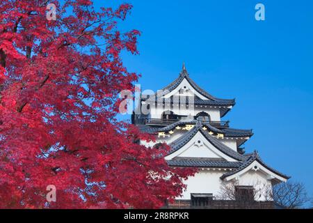 Hikone Castle in Autumn Stock Photo - Alamy