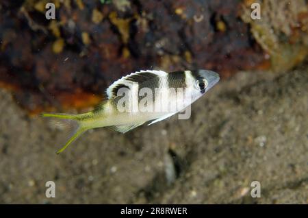 Juvenile Humpnose Bigeye Bream, Monotaxis grandoculis, Bomber dive sire ...
