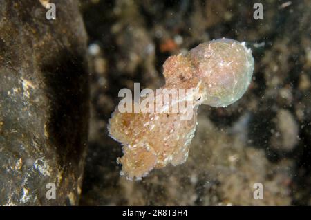 Mototi Octopus, Amphioctopus siamensis, Ghost Bay dive site, Amed ...