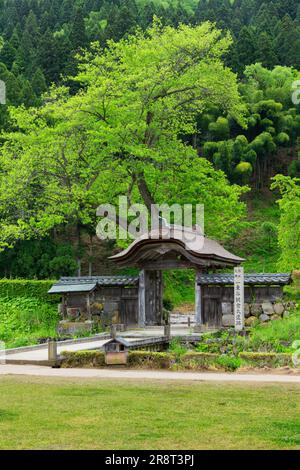 Ichijodani Asakura Clans Ruins in fresh green Stock Photo - Alamy