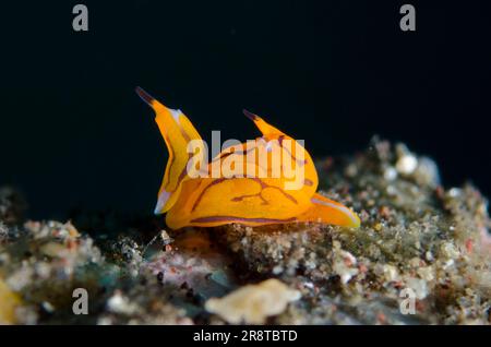 Bat-wing Slug, Siphopteron tigrinum, Sedam dive site, Tulamben ...