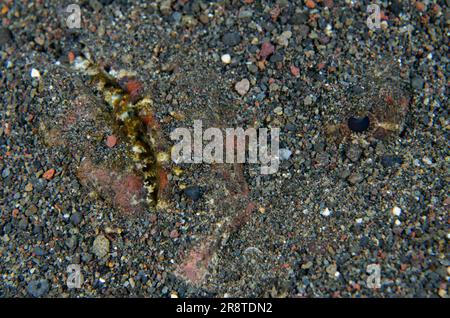 Reef Stonefish, Synanceia verrucosa, Pyramids dive site, Amed ...