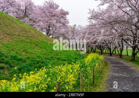 Cherry blossoms at Sakitama Kofun Tomb Stock Photo - Alamy