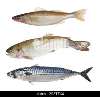 Collage with different types of raw fish on white background Stock ...