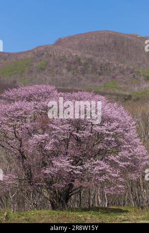 The lone cherry tree on Mt. Nanashigure Stock Photo - Alamy