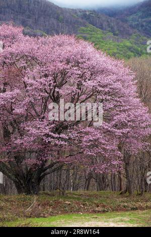 The lone cherry tree on Mt. Nanashigure Stock Photo - Alamy