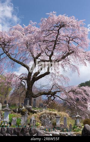 Cherry blossom of Koma-Tsunagi Stock Photo - Alamy