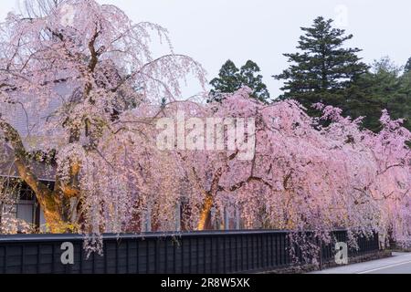 Double cherry tree of samurai residences in Kakunodate Stock Photo - Alamy