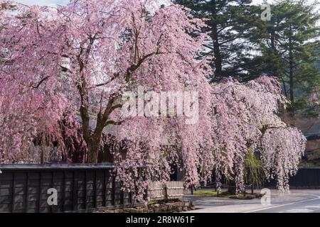 Double cherry tree of samurai residences in Kakunodate Stock Photo - Alamy