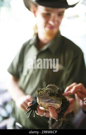 Lizard at Australia Zoo, Queensland, Australia Stock Photo - Alamy