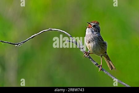 bird, wild, birds, sparrow, wildlife, nature, animal, bird, fauna, wild ...